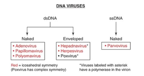 Lecture 12 Introduction To Virology Flashcards Quizlet