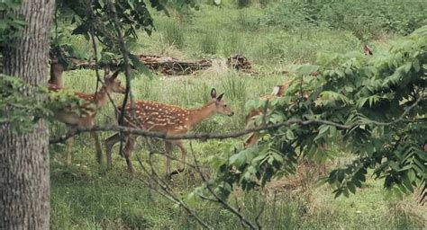 Документальный фильм о природе России — Видео от Общество Географов I География в Xxi в ВКонтакте