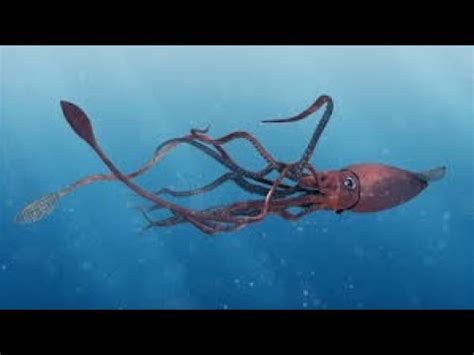 Colossal Squid Drawing At PaintingValley Com Explore Collection Of Colossal Squid Drawing