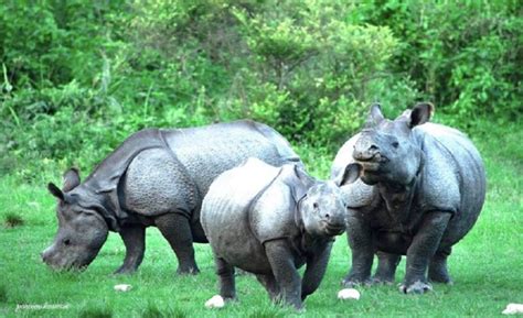 Gails Hvj Pipeline Indias First Cross Country Natural Gas Network