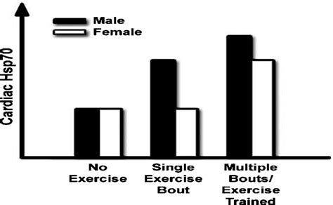 Response Of The Myocardium To Exercise Sex Specific Regulat Medicine And Science In Sports
