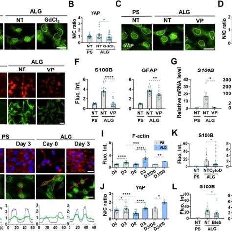 The Yap Mediated Transcription And Actomyosin Cytoskeleton Contribute