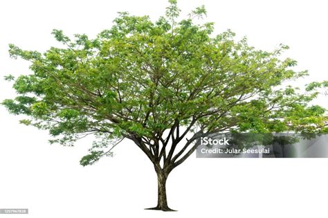 흰색 배경에 격리된 녹색 트리는 복사 영역과 클리핑 경로로 완성됩니다 3가지 개체에 대한 스톡 사진 및 기타 이미지 3가지 개체 계절 나무 Istock