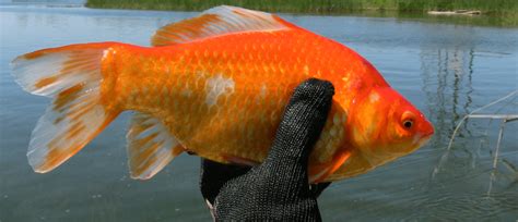 Common Goldfish Size
