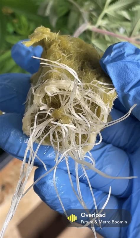 Raspberry Shortcake Clones 😍 🍰 Riltrees