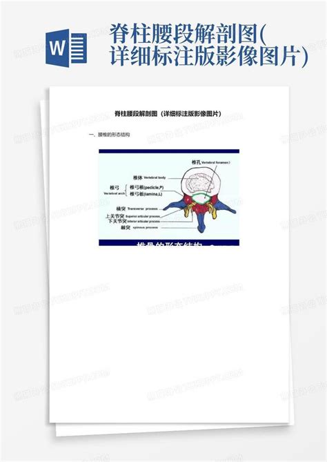 脊柱腰段解剖图 详细标注版影像图片 word模板下载 编号lyeekzyn 熊猫办公