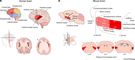 Figure 1 From The Insular Cortex Semantic Scholar