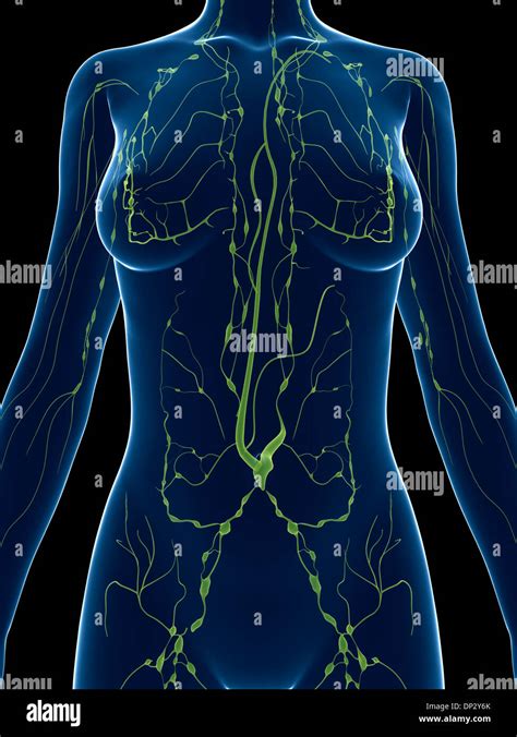 Female Lymphatic System Artwork Stock Photo Alamy