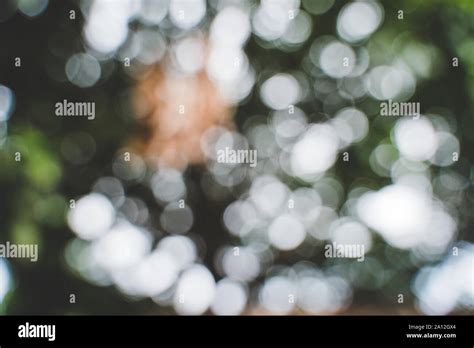 Blur Image And Bokeh From Tree In Daylight Stock Photo Alamy