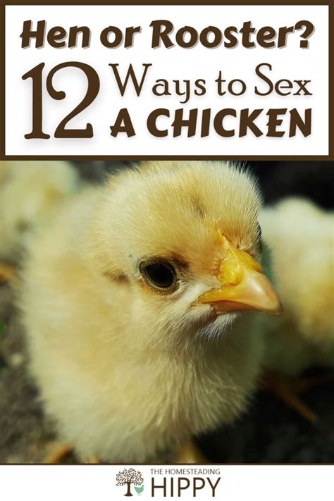12 Ways To Sex A Chicken Hen Or Rooster