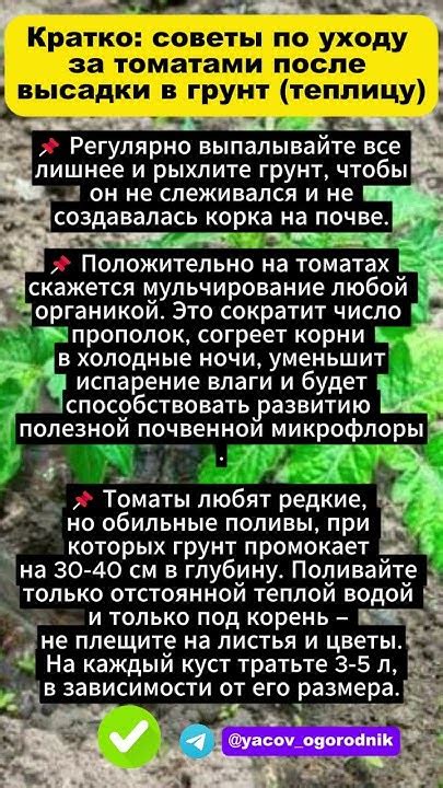 Кратко советы по уходу за томатами после высадки в грунт теплицу Youtube