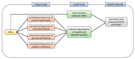 Effects Of Hdl Targeted Therapies On Cardiac Structure Function And