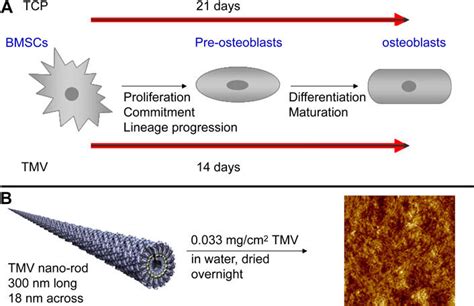A Schematic Representation Of Different Phases During Osteogenic