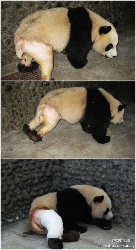 No Pants Panda Panda Tour Panda Panda Bear