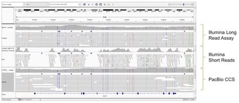 Hifi 的不同之处——真正的长读长 Vs 合成长读长 Pacbio