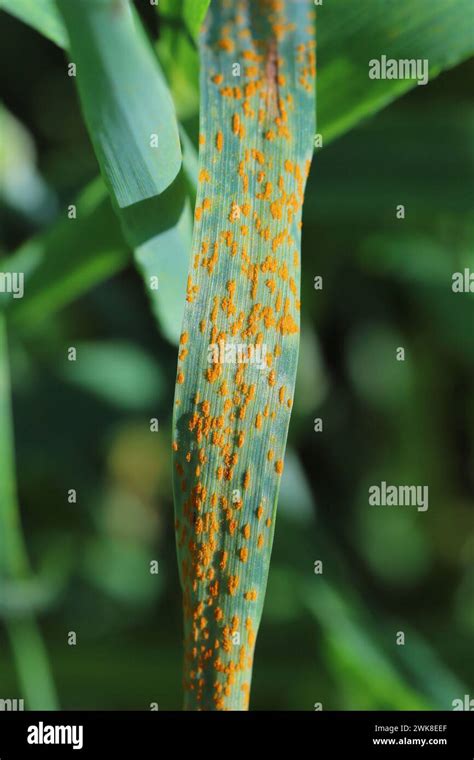 Wheat Leaf Or Brown Rust Puccinia Trticina Recondita Erupting Sporulating Pustules On A Cereal
