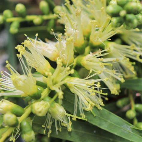 Callistemon Viminalis Wilderness White Warners Nurseries