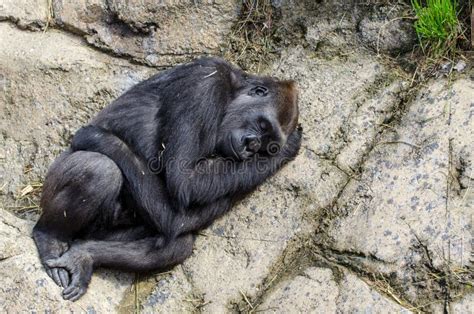 睡觉大猩猩大猩猩 库存照片 图片 包括有 闭合 控制 破擦声 降低 题头 敌意 头发 表面 43762352
