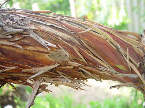 Free Picture Stringybark Branch