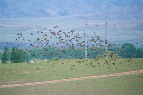 一位少年的观鸟记录时间北京鸟儿
