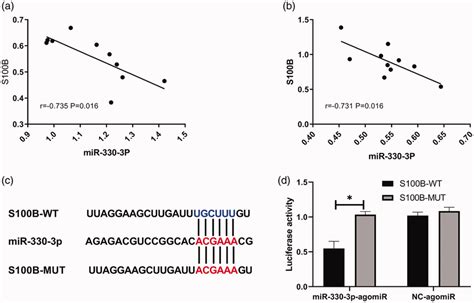 The Target Binding Sites And Mutation Sites Of Microrna Mir 330 3p Download Scientific