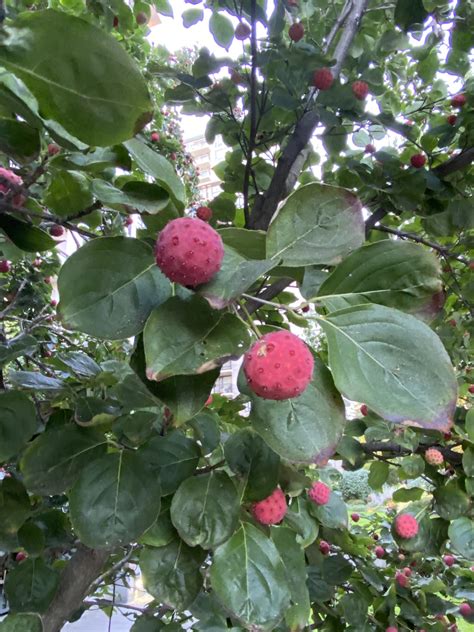 Is This A Type Of Berry Rfruit