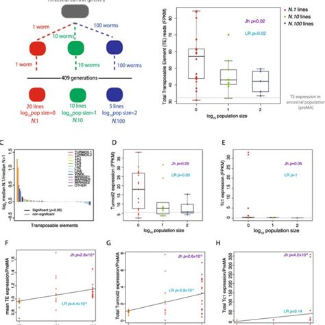 Increased Expression Of Transposable Elements In Mutation Accumulation Download Scientific