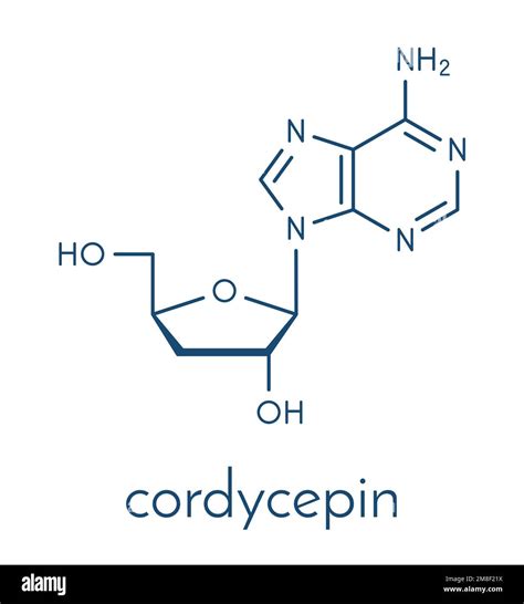 Cordycepin Molecule Skeletal Formula Stock Vector Image And Art Alamy