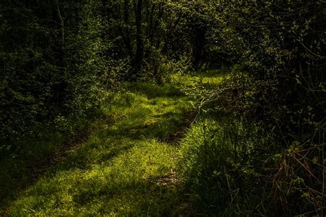 숲 경로 나무 Pixabay의 무료 사진