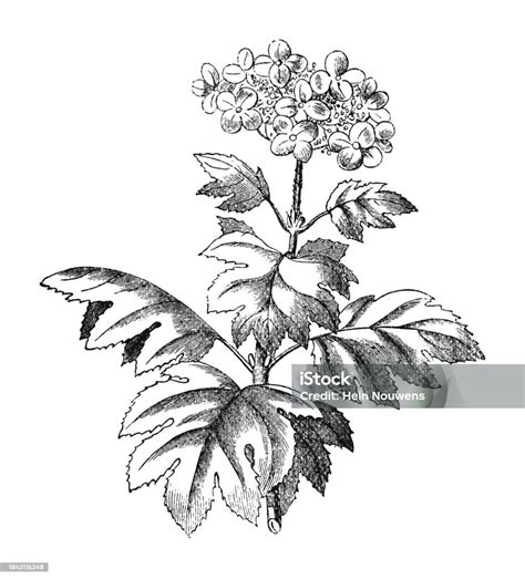 Oakleaf Hydrangea Or Oakleaved Hydrangea Vintage Engraved Illustration