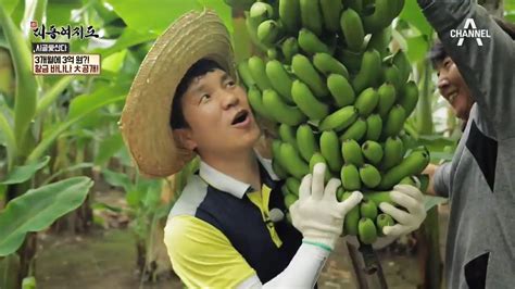 국내산 바나나 수입산 바나나와의 차이점은 Zum Tv