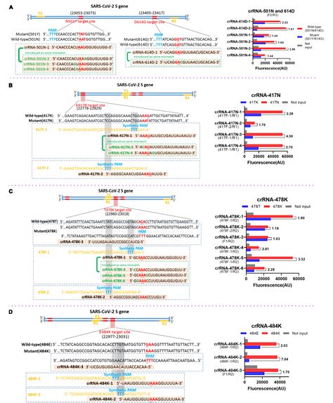 Figure 2 From Combination Of Isothermal Recombinase Aided Amplification And Crispr Cas12a