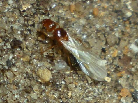 Pheidole Bugguidenet