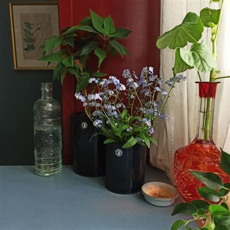 Растения в интерьере Plants Garden