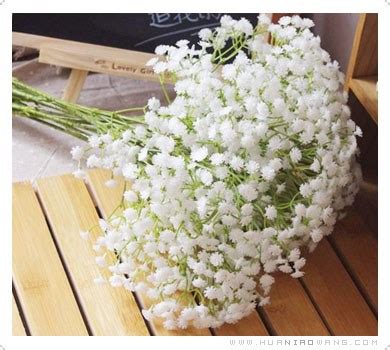 满天星花详细介绍与养护方法 花卉 花鸟网