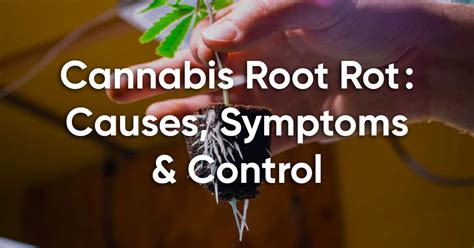 How To Spot Treat And Prevent Cannabis Root Rot Pythium Hey Abby