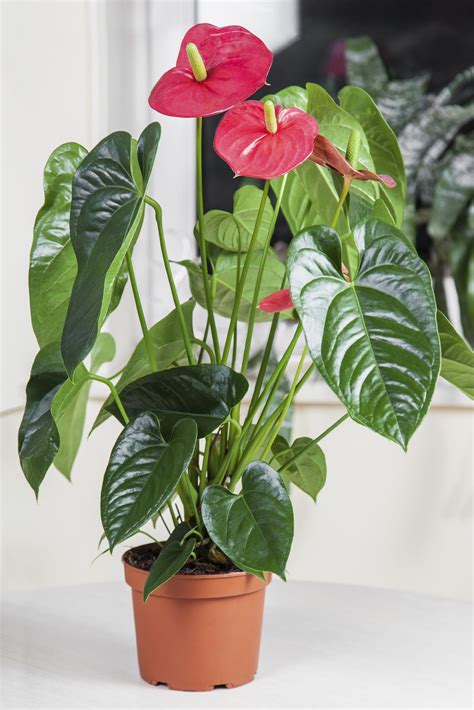 Plant Care Indoor Artofit
