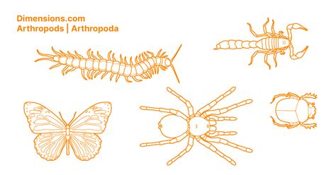 Arthropod Jointed Appendages