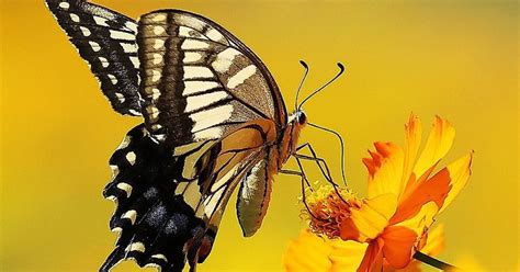 코스모스와 호랑나비