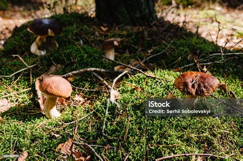 소나무에서 발견 되는 많은 흰색 버섯 가을 숲에서 자라는 버섯 이끼에 아름 다운 버섯의 그룹입니다 볼레투스 에둘리스 복사 공간이있는 식용 버섯 0명에 대한 스톡 사진 및