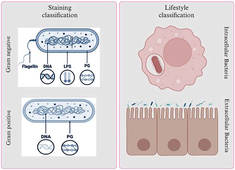 Microbial Pathogenesis Special Issue On Microbial Pathogenesis And