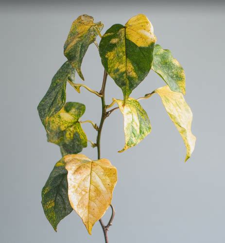 식물 잎이 노랗게 변하는 이유는 과습 하엽 비료