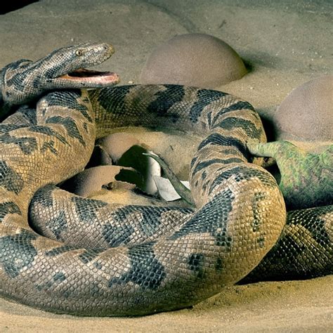 Python Vs Green Anaconda At Mildred Rohe Blog