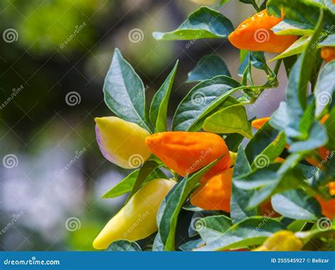Red Hot Chili Pepper In A Summer Garden Stock Image Image Of Plant