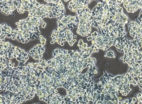 What Do Fibroblasts Produce Cell Structure Guide Ucallmlabs