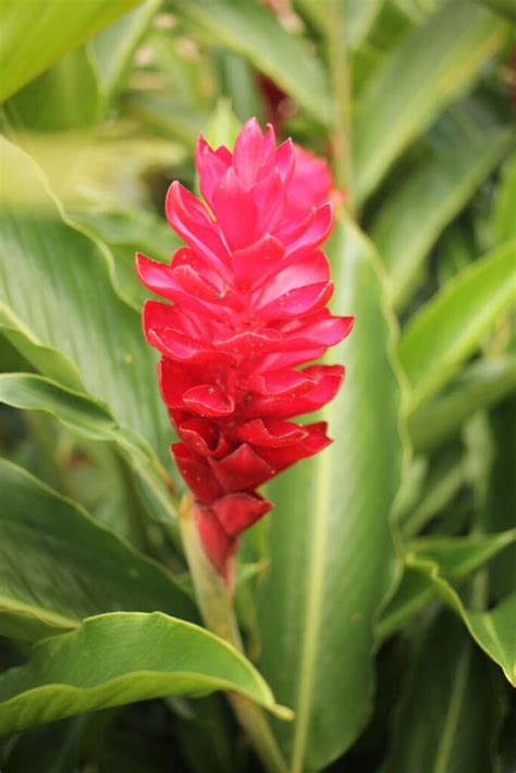 Ruby Ginger Curcuma Rubescens Berkie Palms