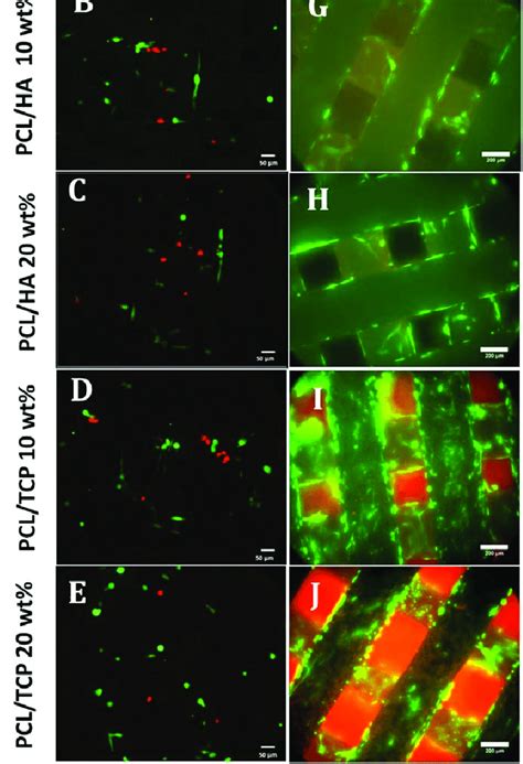 live green and dead red cells on pcl pcl ha 10 wt pcl ha 20 wt