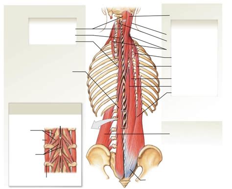 Muscles Of Vertebral Column Diagram Quizlet