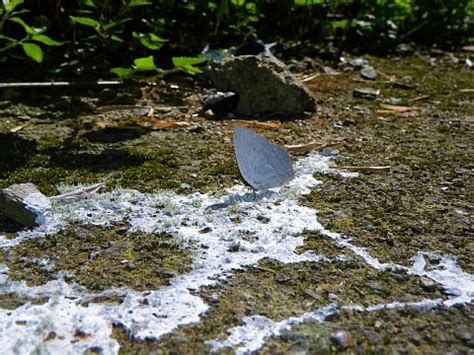 長谷ダム いきものカレンダー サギの糞を吸汁するウラギンシジミ