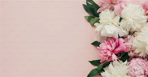 세계 여성의 날 세련 된 모란 플랫 누워 분홍색과 흰색 모란은 텍스트를위한 공간이있는 파스텔 분홍색 종이에 접해 있습니다 해피 어머니의 날 꽃 인사말 카드 모형